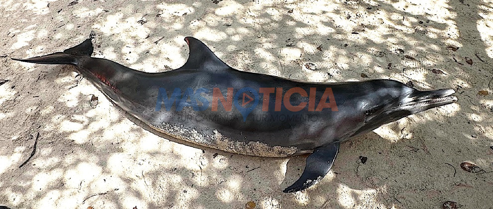 AMMF ta informa tocante dolfijn morto na Mangel Halto: No acerca nan ...